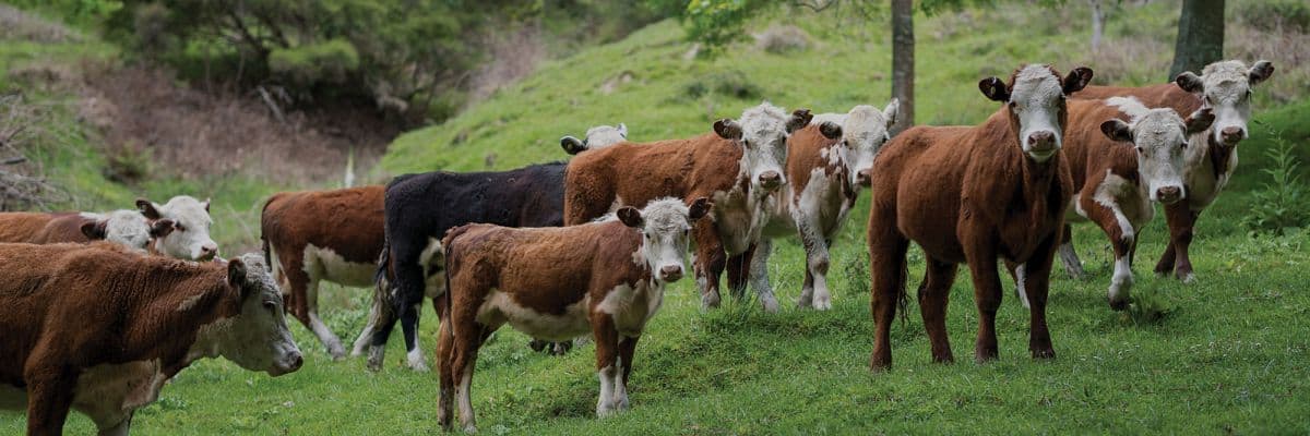 Agriculture / Soft Commodities - CTRM from ComFin